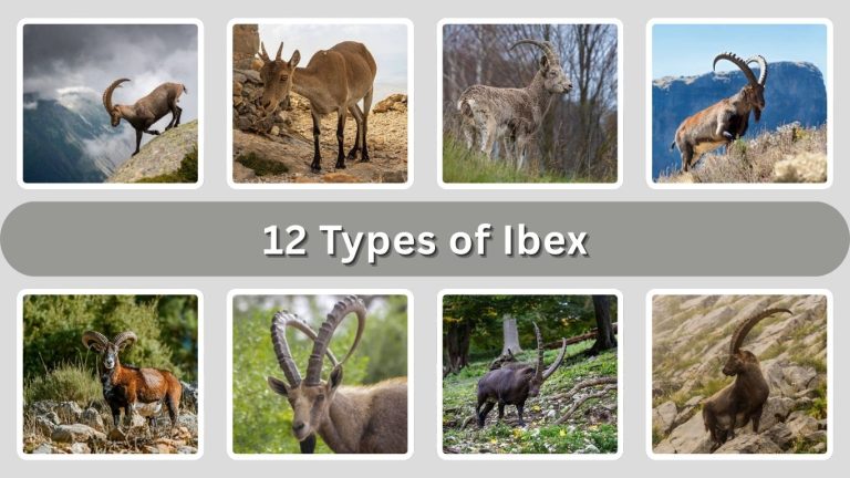 12 Types of Ibex: Different Species Identification With Pictures