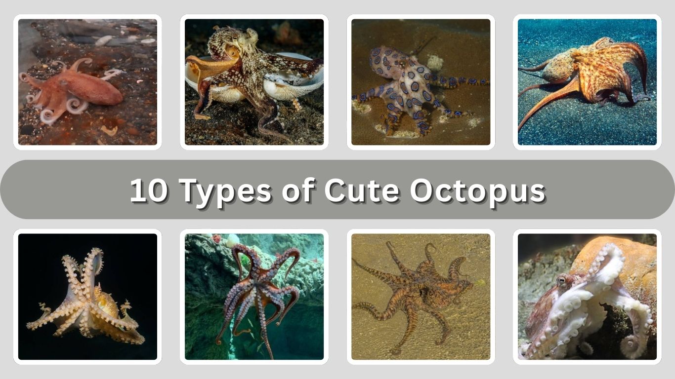 10 Types of Cute Octopus You’ll Love to Discover (ID & Pictures)