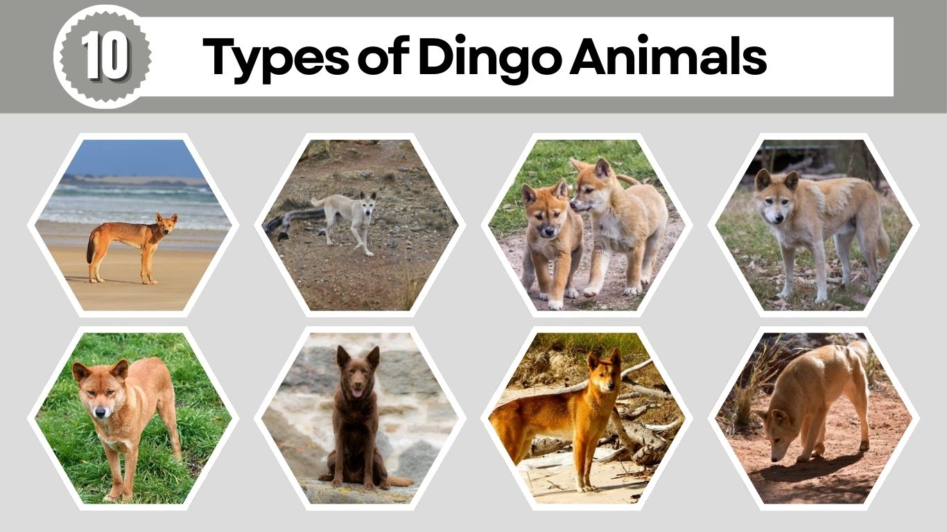 10 Types of Dingo Animals: Species Identification with Pictures