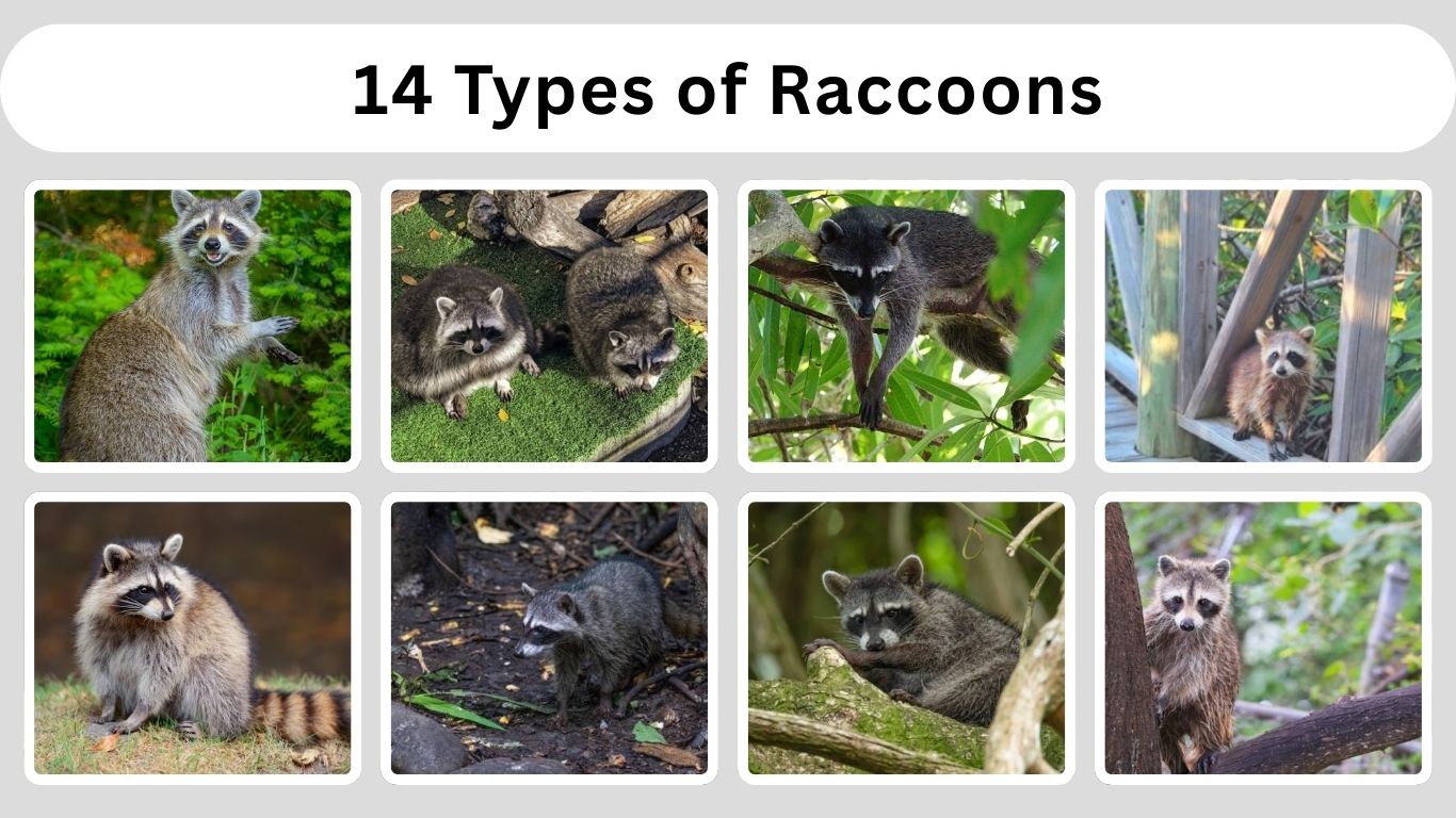 14 Types of Raccoons: Species Identification with Pictures