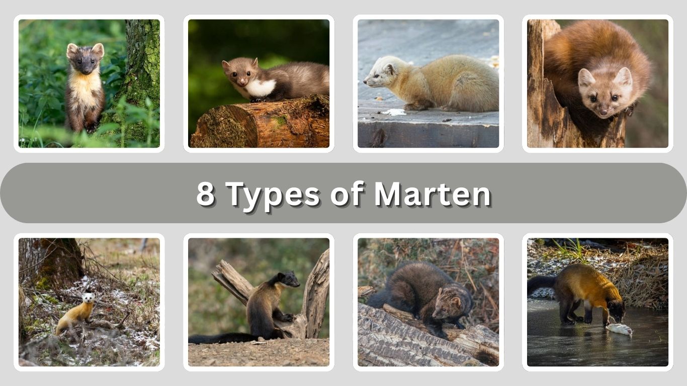 8 Types of Marten: Identification with Picture