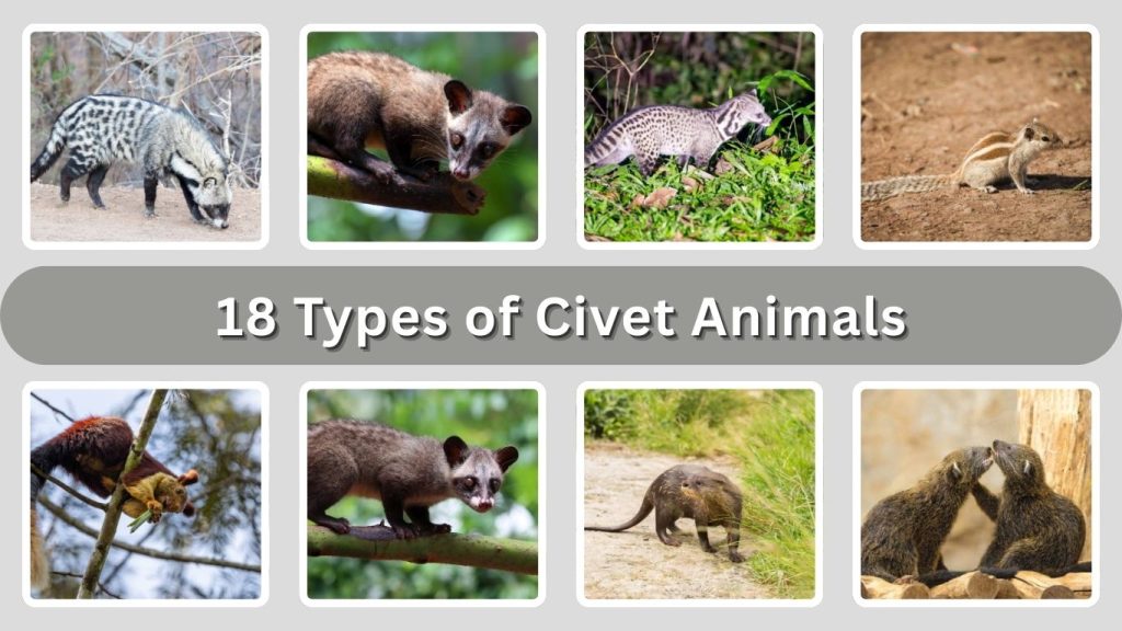 18 Types of Civet Animals: Species Identification with Pictures