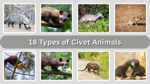 18 Types of Civet Animals: Species Identification with Pictures