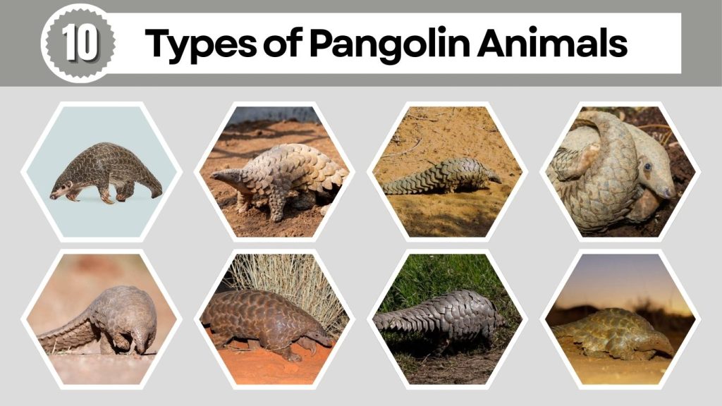 10 Types of Pangolin Animals: Different Species Identification with ...