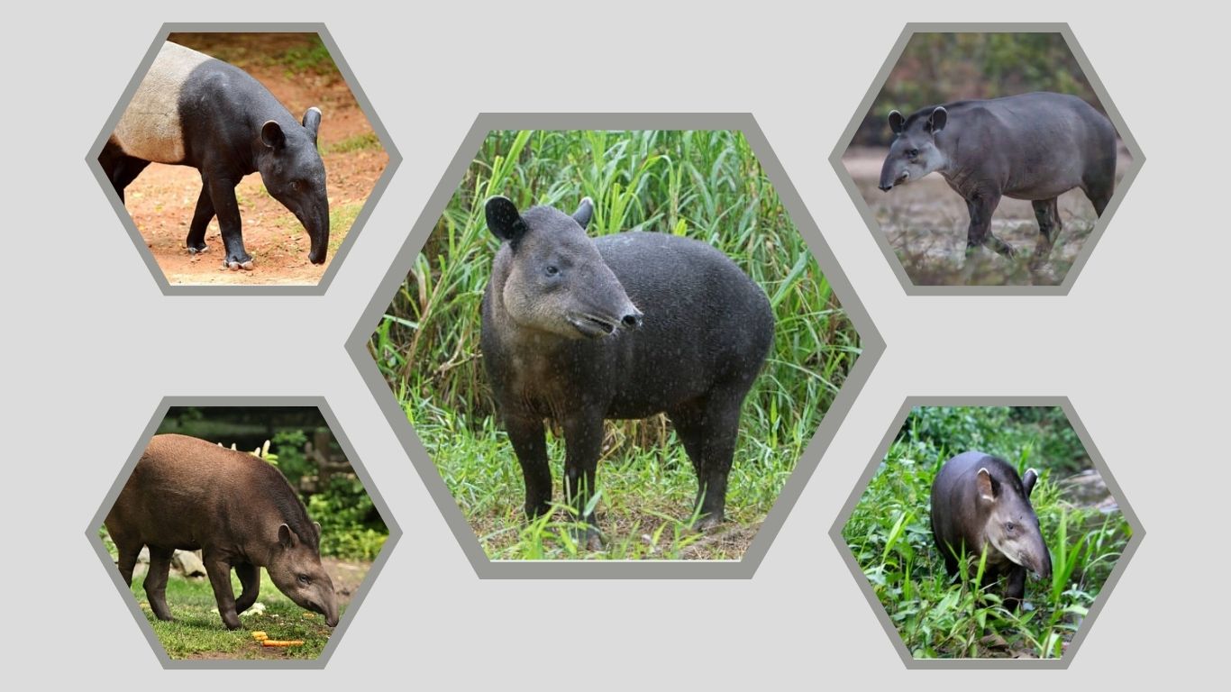 5 Types of Tapir Animals: Species, Habitat, and Identification