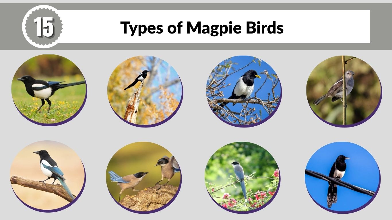 15 Types of Magpie Birds Around the World (ID with Pictures )