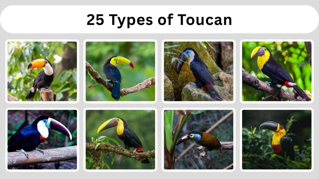 25 Types of Toucan : Species Identification with pictures