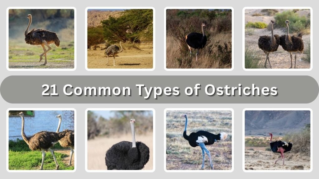 21 Common Types of Ostriches: Habitat, Diet, Identification with Pictures