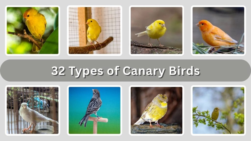 32 Types of Canary Birds: Species Identification with Pictures