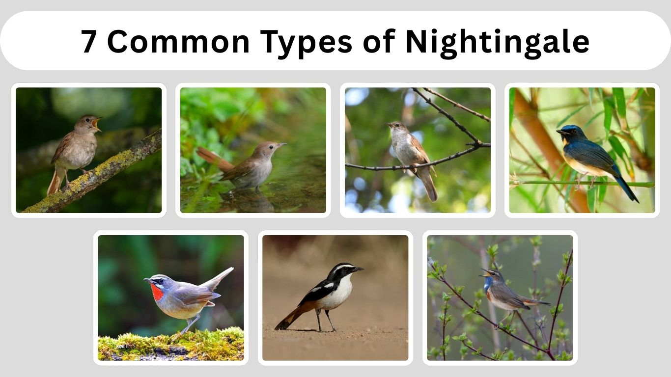 7 Common Types of Nightingale: Different Species Identification