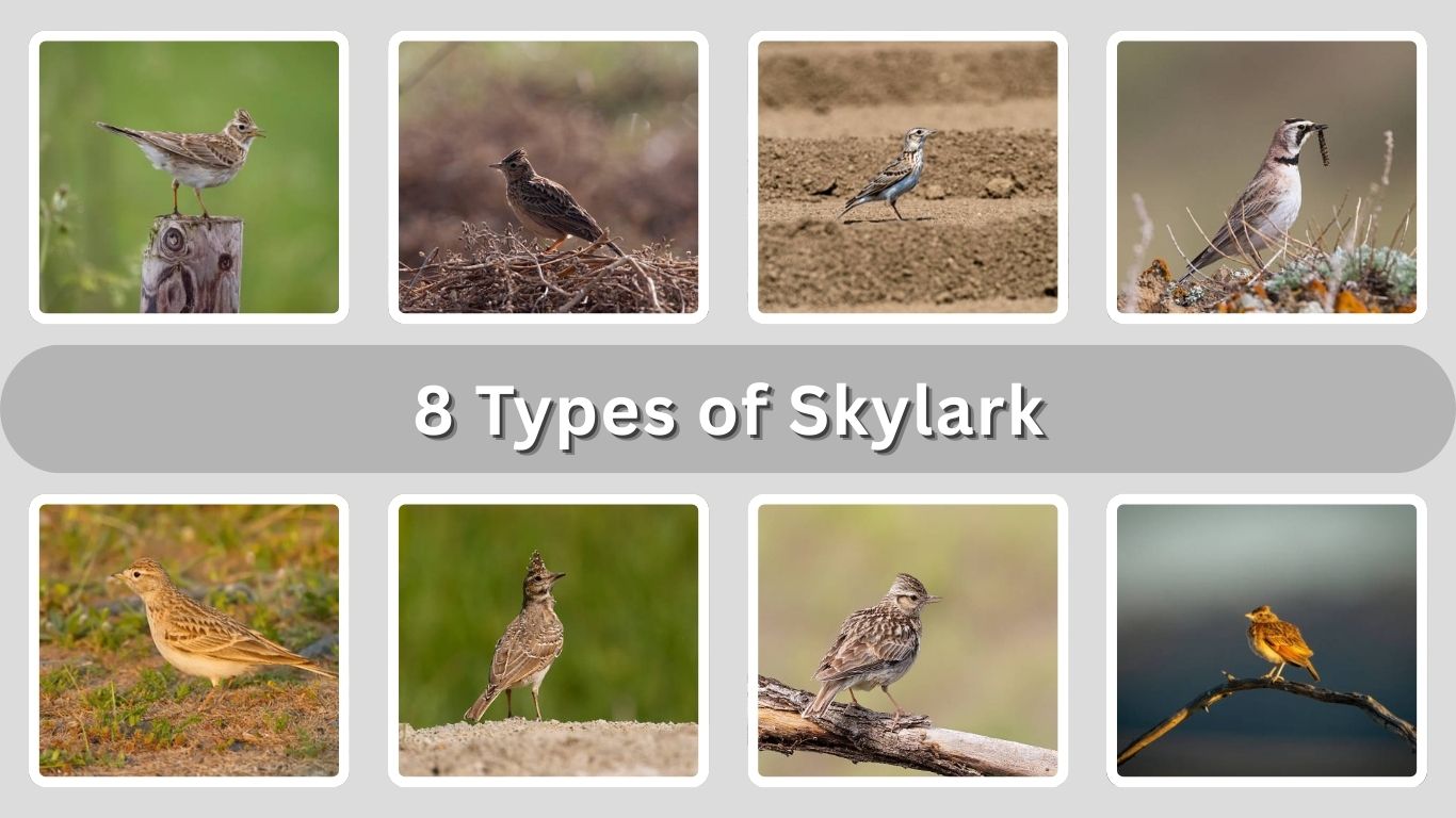 8 Types of Skylark: Different Species Identification