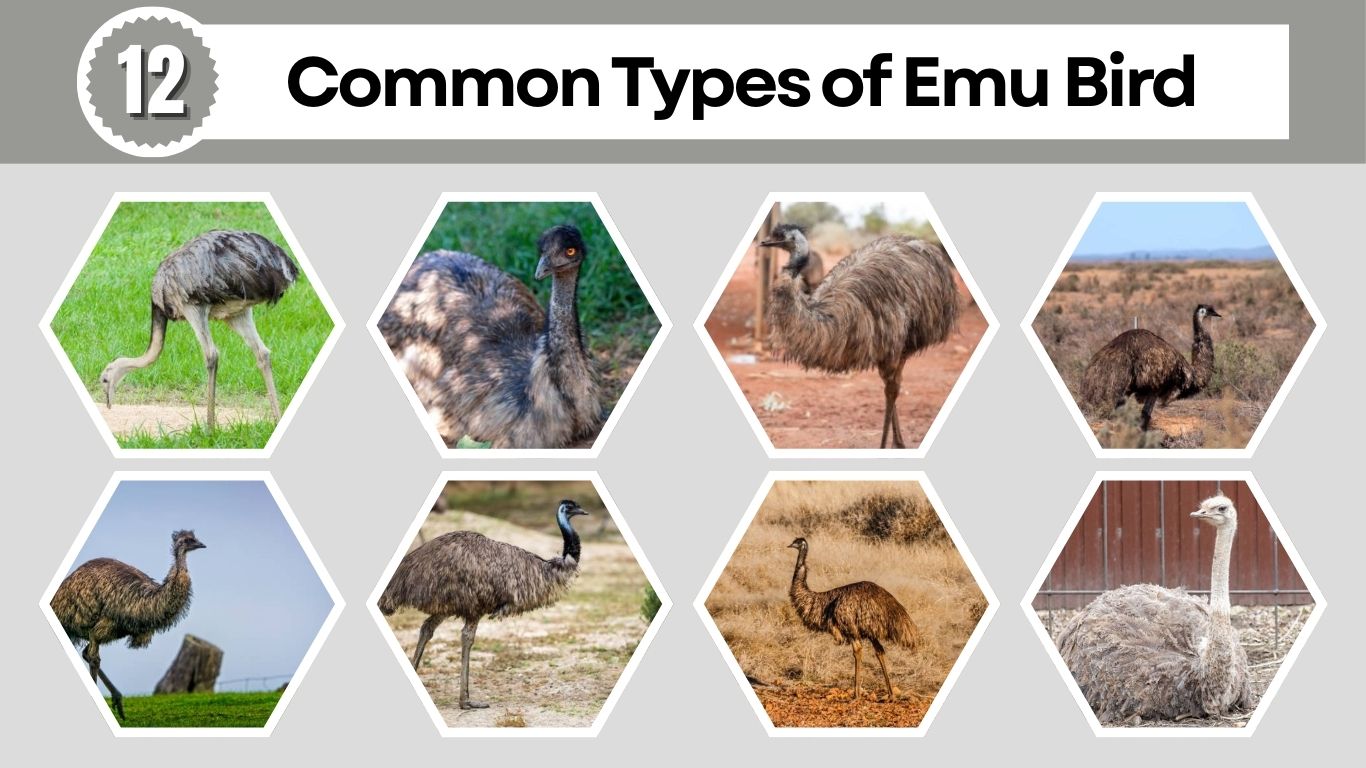 12 Common Types of Emu Bird: Identification with Pictures