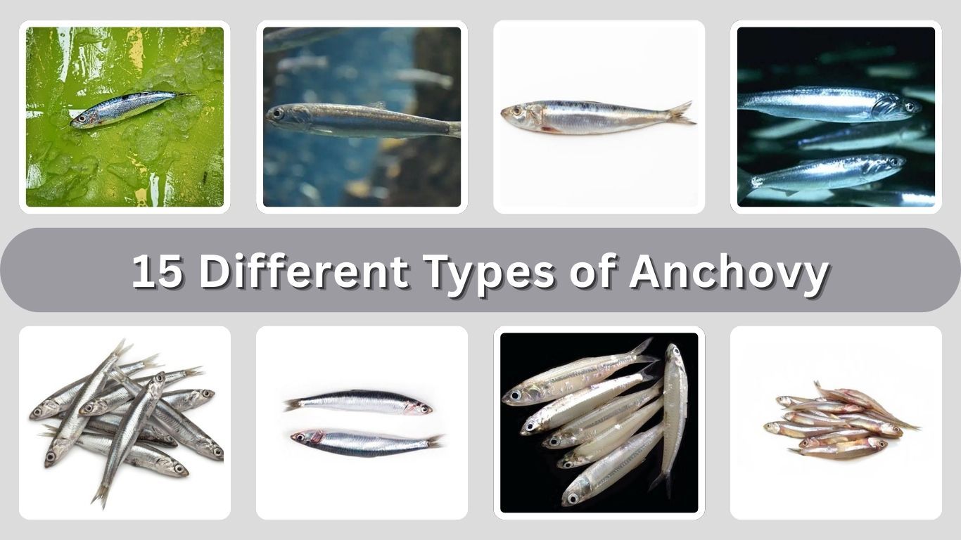 15 Different Types of Anchovy: Species Identification With Pictures