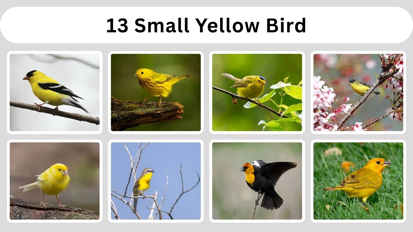 13 Small Yellow Bird: Species Identification With Pictures