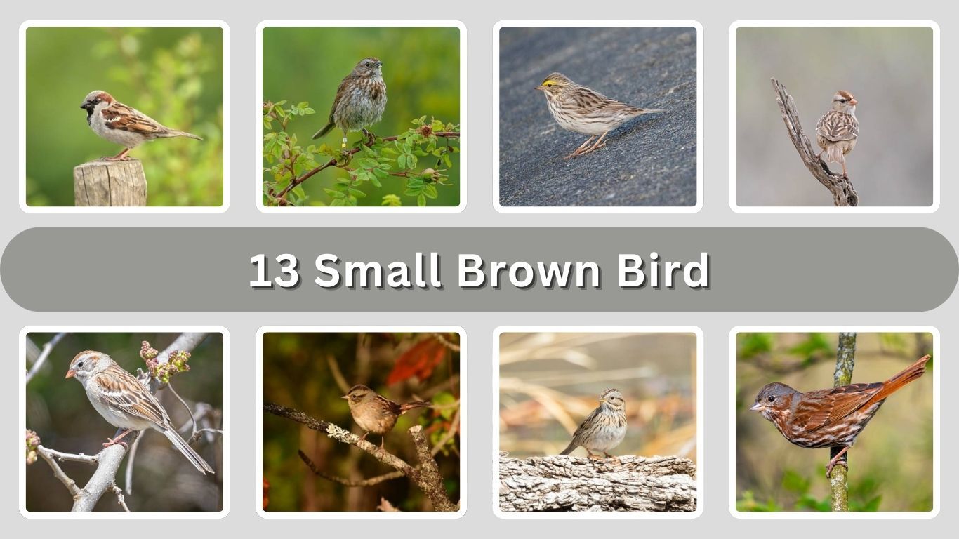 13 Small Brown Bird: Species Identification With Pictures