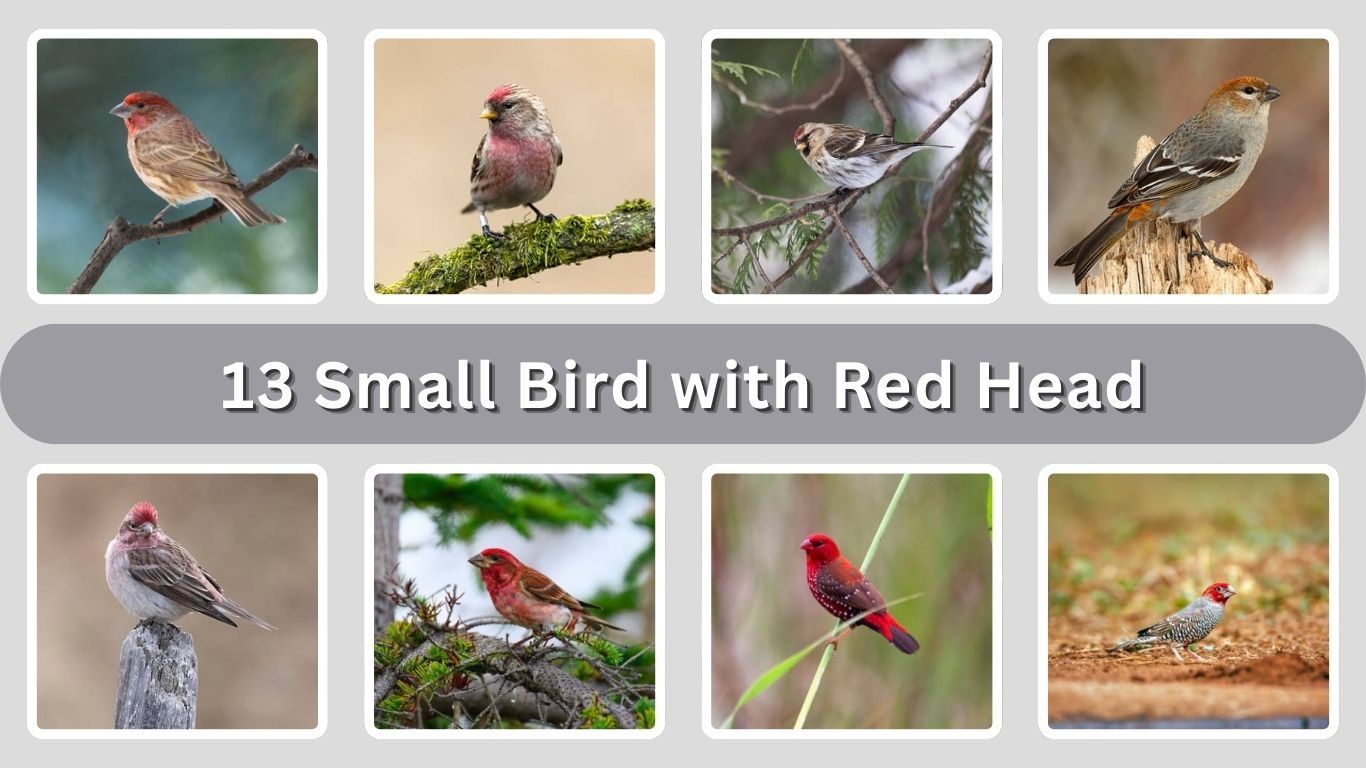13 Small Bird with Red Head: Species Identification With Pictures