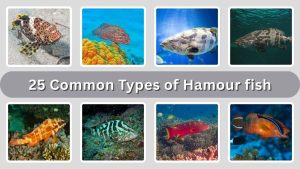 25 Common Types of Hamour fish: Identification with Picture