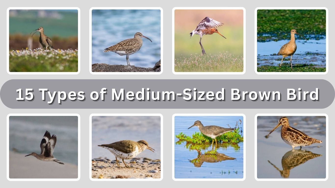 15 Types of Medium-Sized Brown Bird with Long Beak: Id with Picture