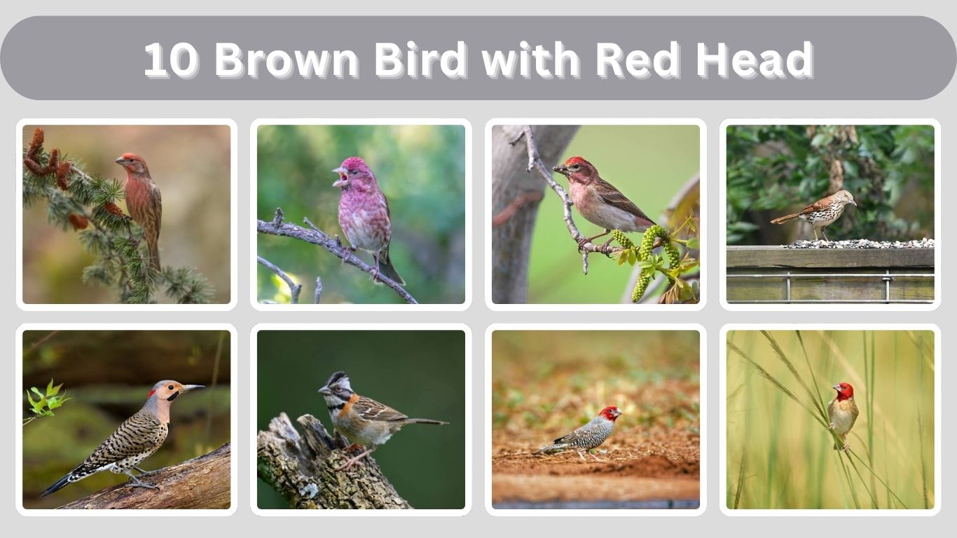 10 Brown Bird with Red Head : Identification with Pictures