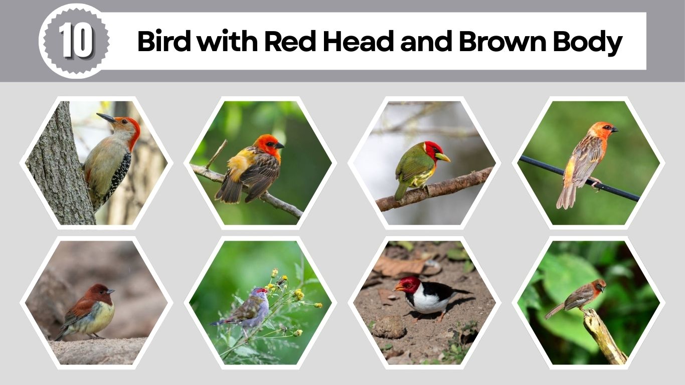 10 Bird with Red Head and Brown Body: Identification with Pictures