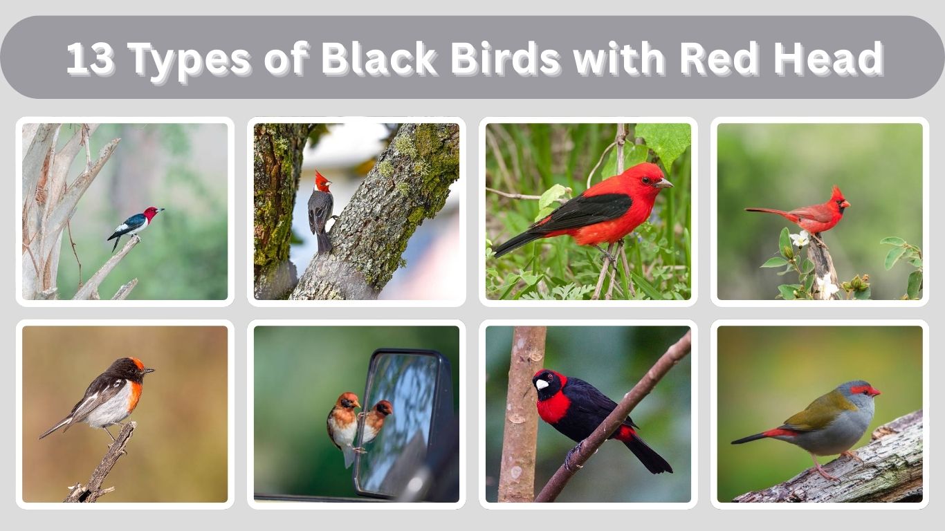 13 Types of Black Birds with Red Head: Identification with Picture