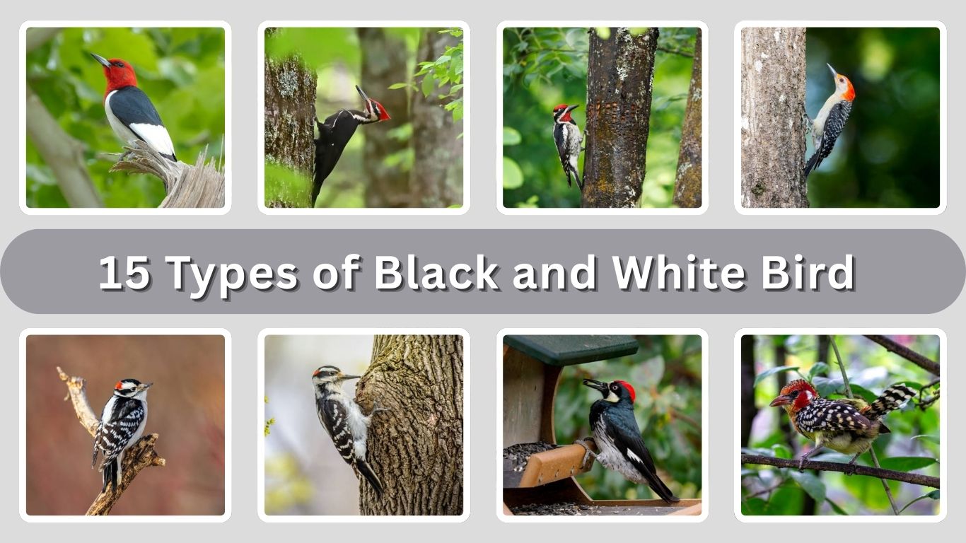 15 Types of Black and White Bird with Red Head: Id with Picture