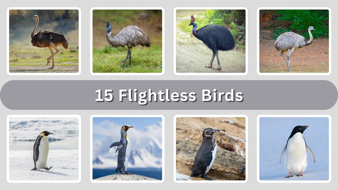 15 Flightless Birds: Habitat, Diet, Identification with Pictures