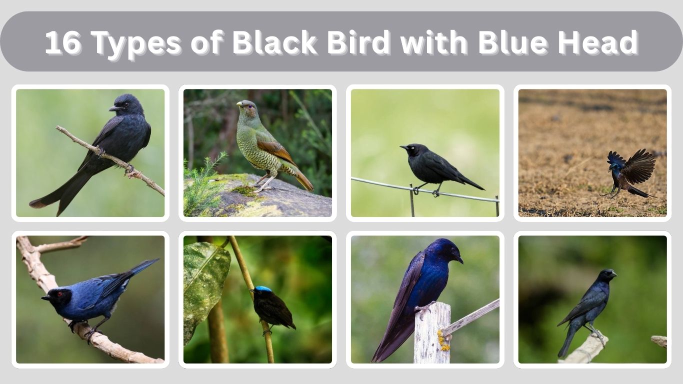 16 Types of Black Bird with Blue Head : Identification with Pictures