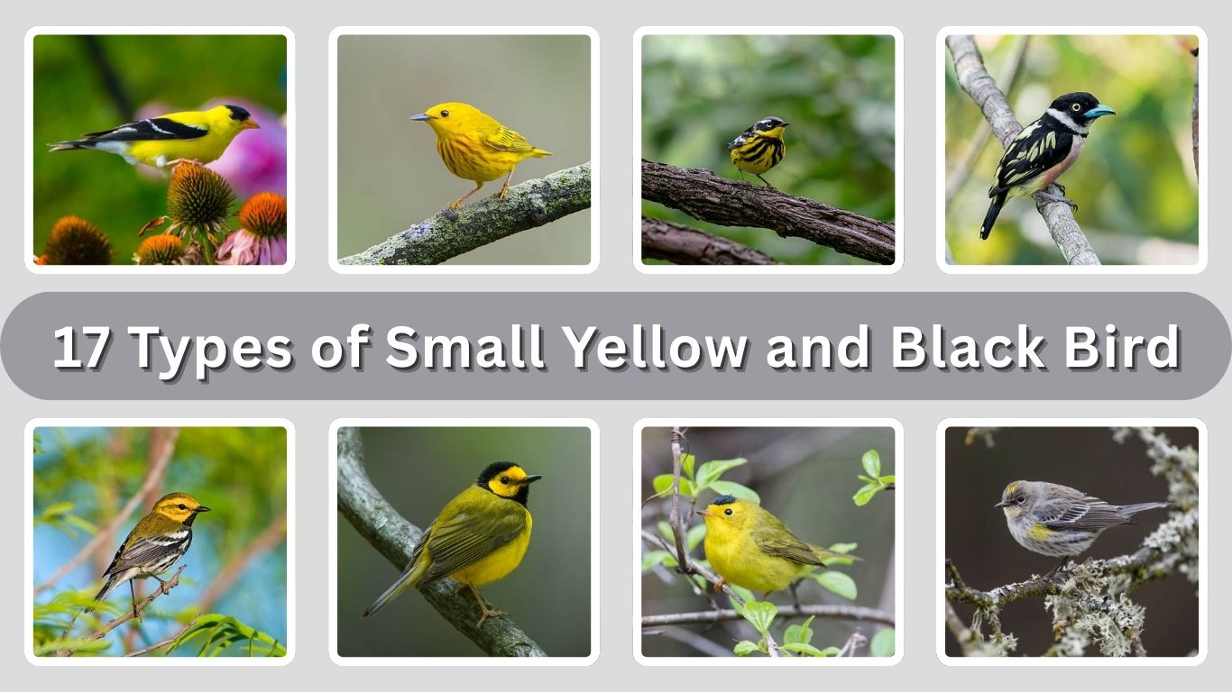 17 Types of Small Yellow and Black Bird: Identification with Pictures