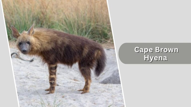 10 Types of Hyena: Species Identification with Pictures