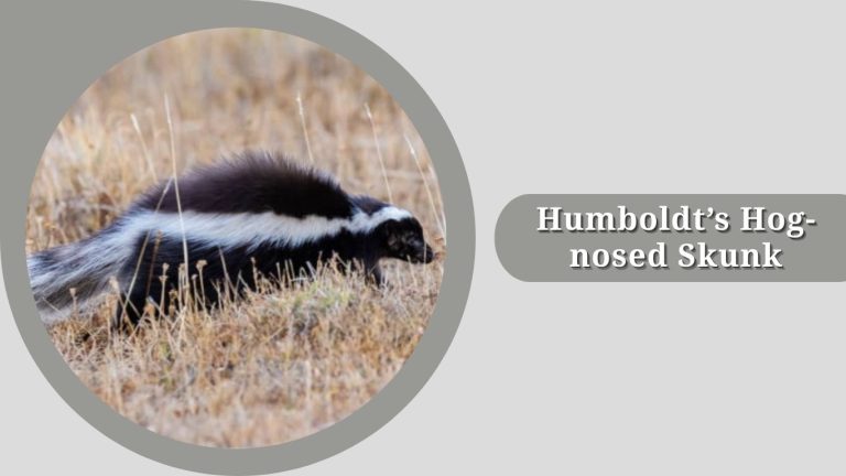 15 Types of Skunk: Species Identification with Pictures