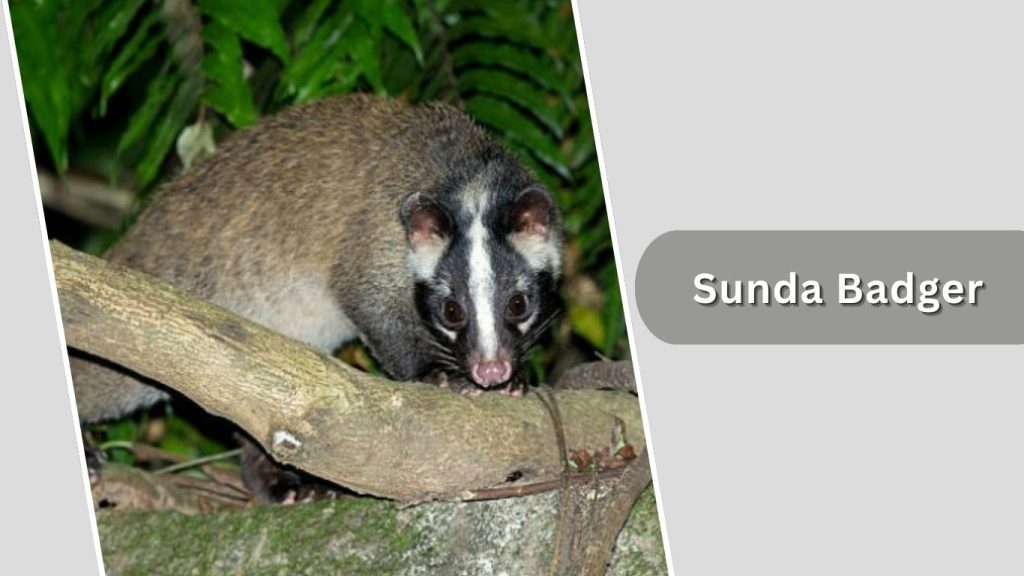 15 Types of Badgers Animals: Identification with Picture