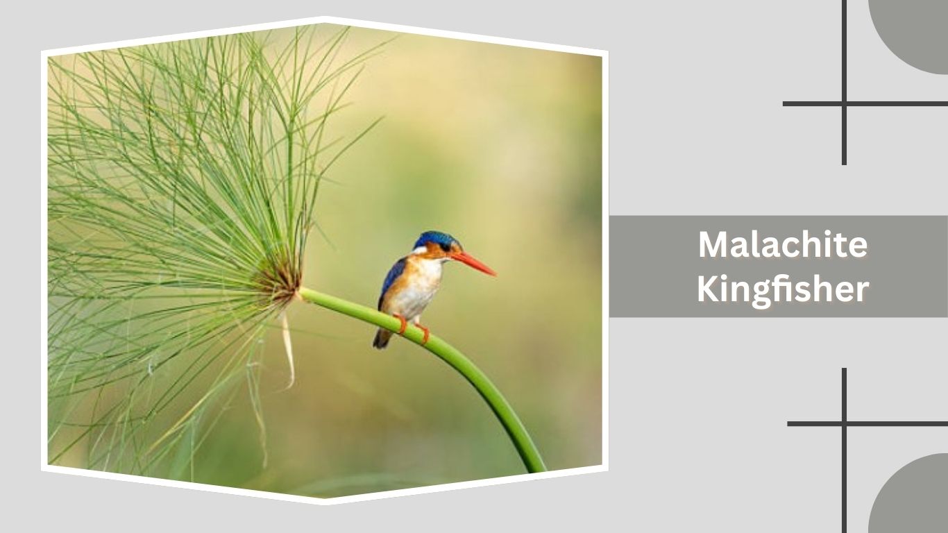 27 Common Types of Kingfisher Birds (With Species Names)