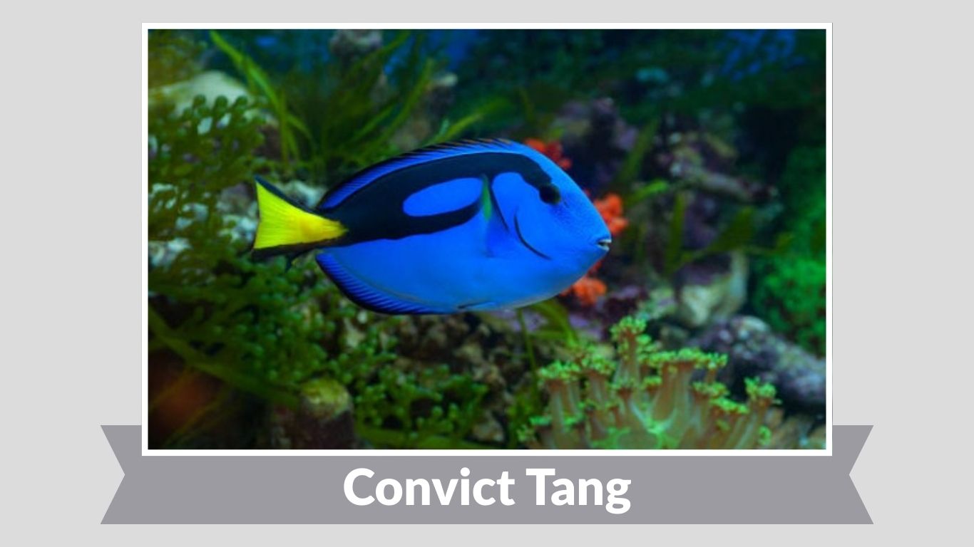 15 Types of Surgeonfish: Identification with Picture