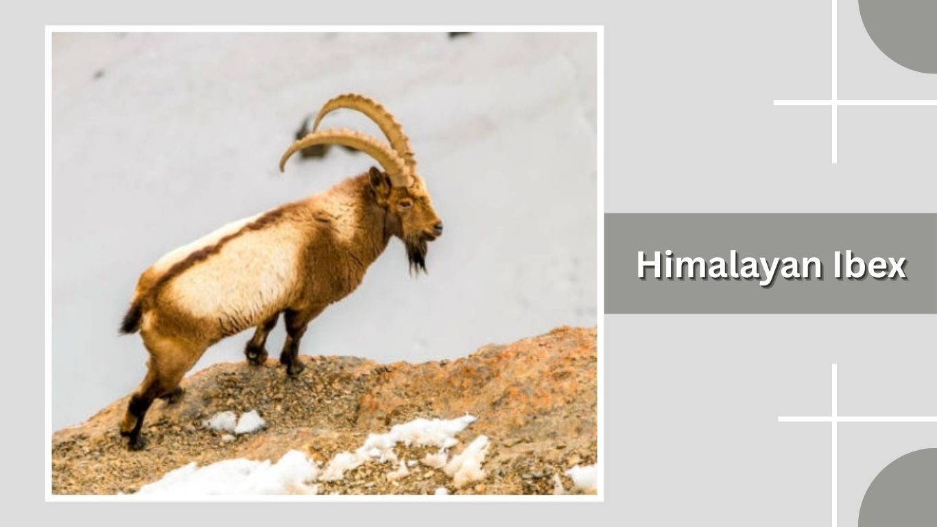 12 Types of Ibex: Different Species Identification With Pictures