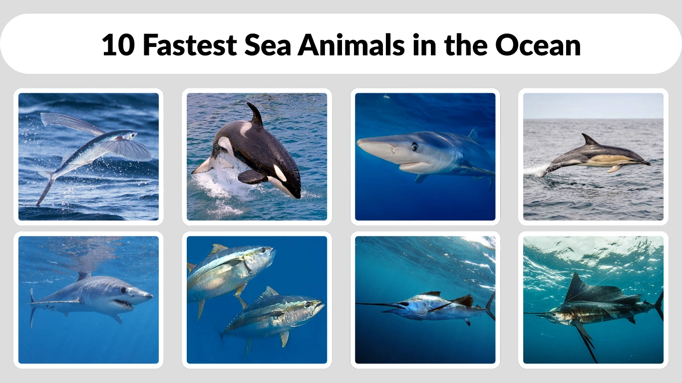 10 Fastest Sea Animals in the Ocean: Identification with Pictures