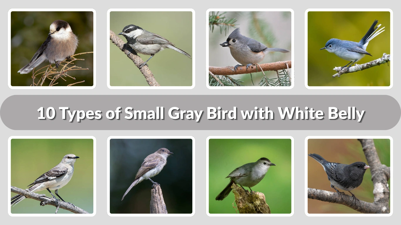 10 Types of Small Gray Bird with White Belly: ID with Picture