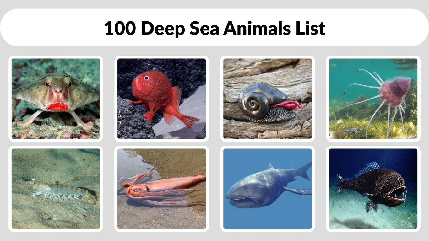 100 Deep Sea Animals List: Names, Groups with Pictures