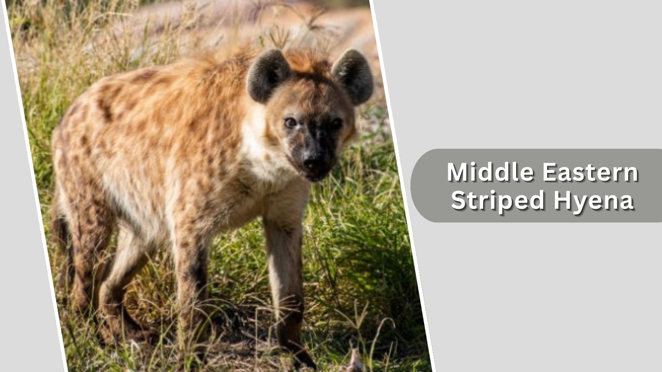 10 Types of Hyena: Species Identification with Pictures