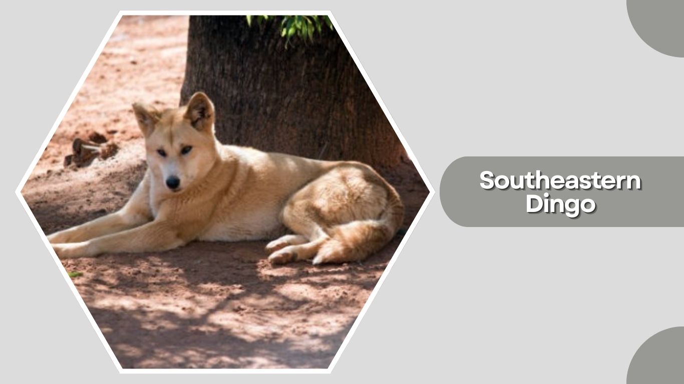 10 Types of Dingo Animals: Species Identification with Pictures