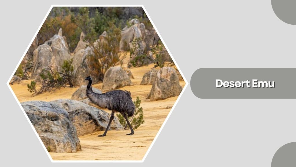 12 Common Types of Emu Bird: Identification with Pictures