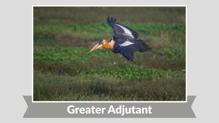 19 Common Types of Stork Birds: Species Identification with Pictures