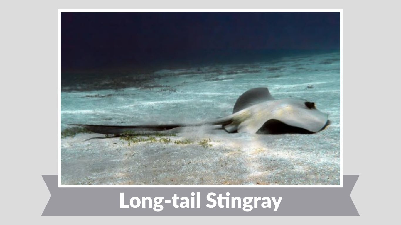 25 Types of Stingray Fish: Identification with Picture