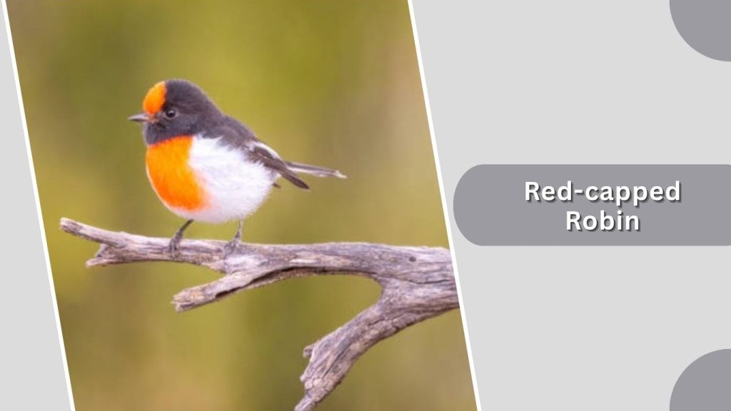 13 Small Bird with Red Head: Species Identification With Pictures