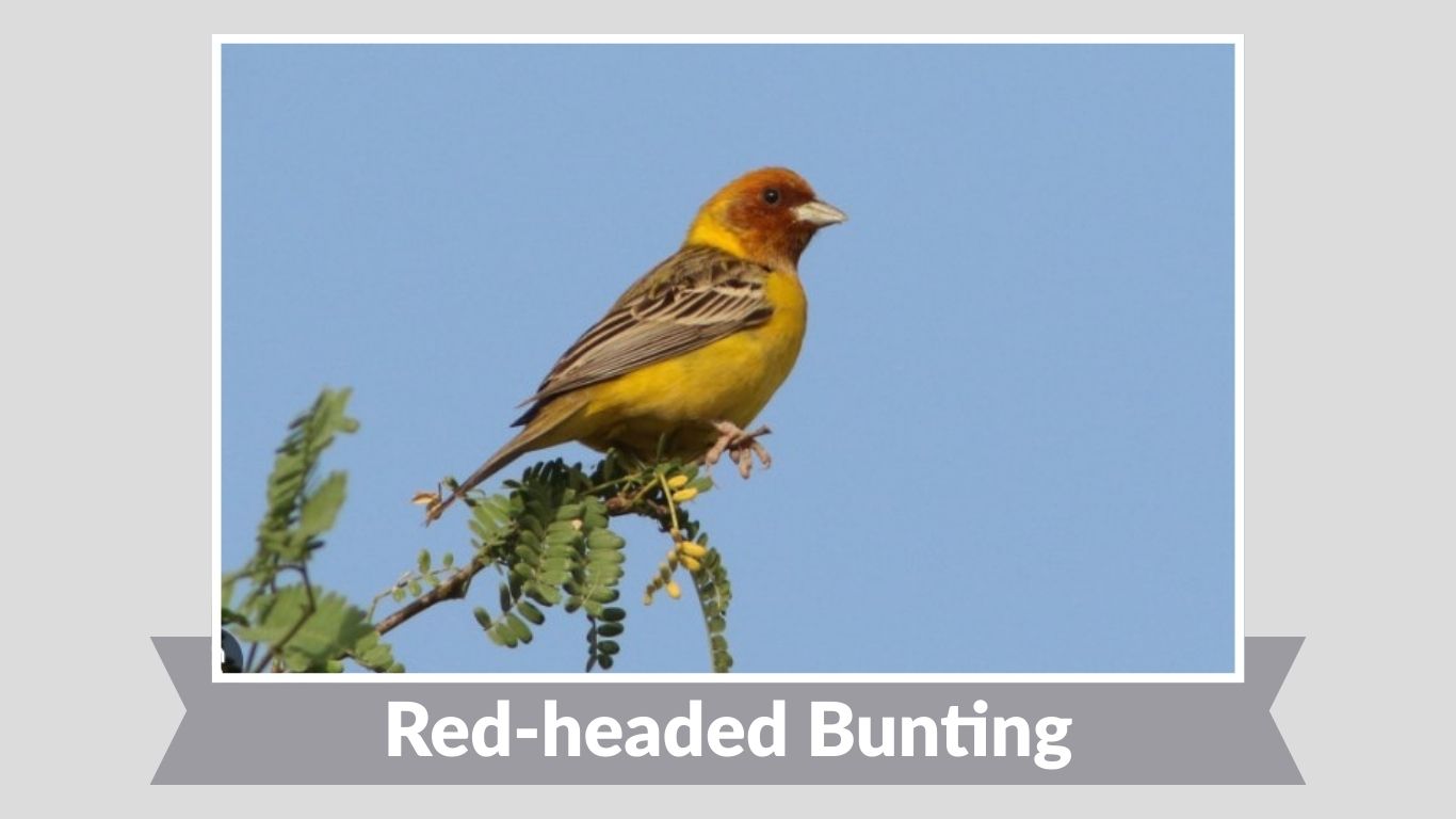 10 Brown Bird with Red Head : Identification with Pictures