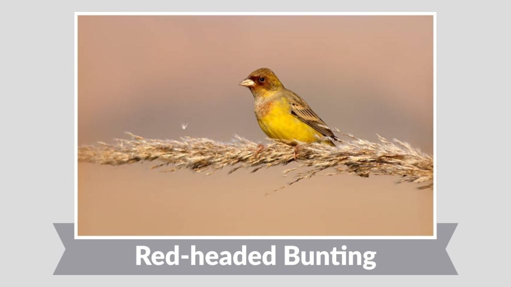 12 Types of Small Brown Bird with Red Head: ID with Picture