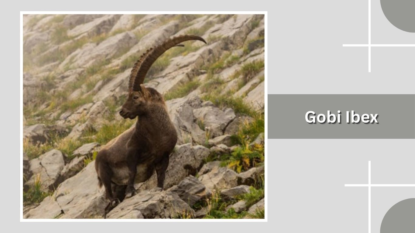 12 Types of Ibex: Different Species Identification With Pictures