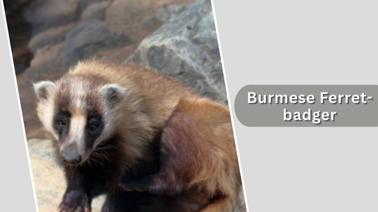 15 Types of Badgers Animals: Identification with Picture