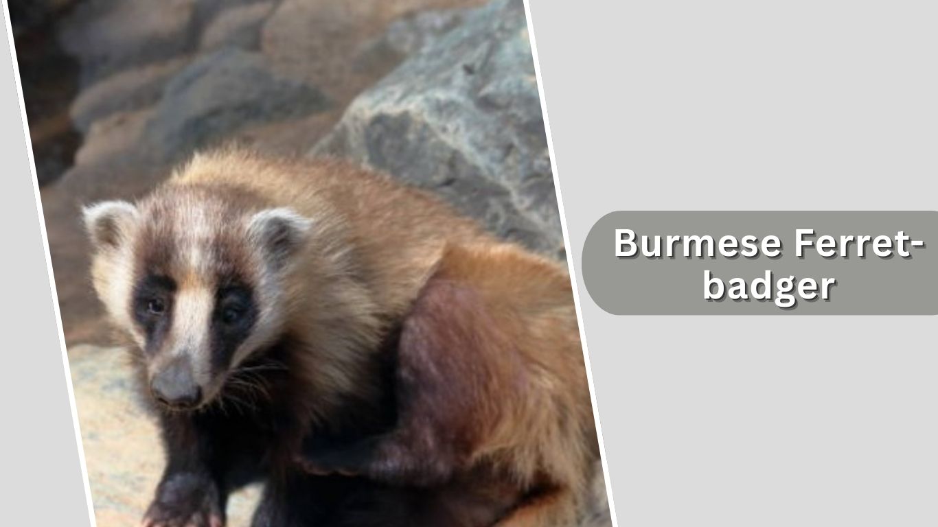 15 Types of Badgers Animals: Identification with Picture