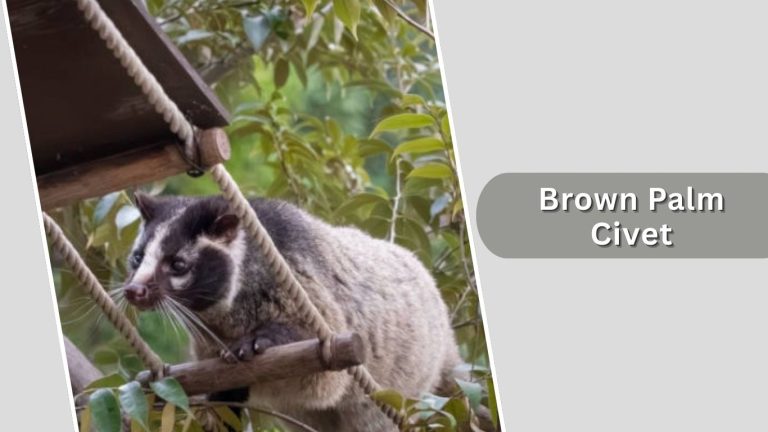 18 Types of Civet Animals: Species Identification with Pictures